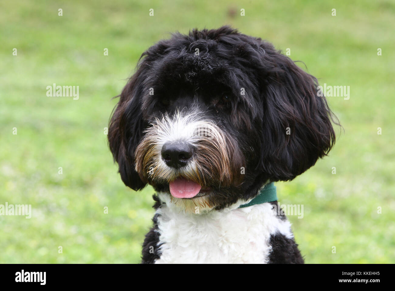 Portuguese Water Dog Cão de Agua Panting Stock Photo - Alamy