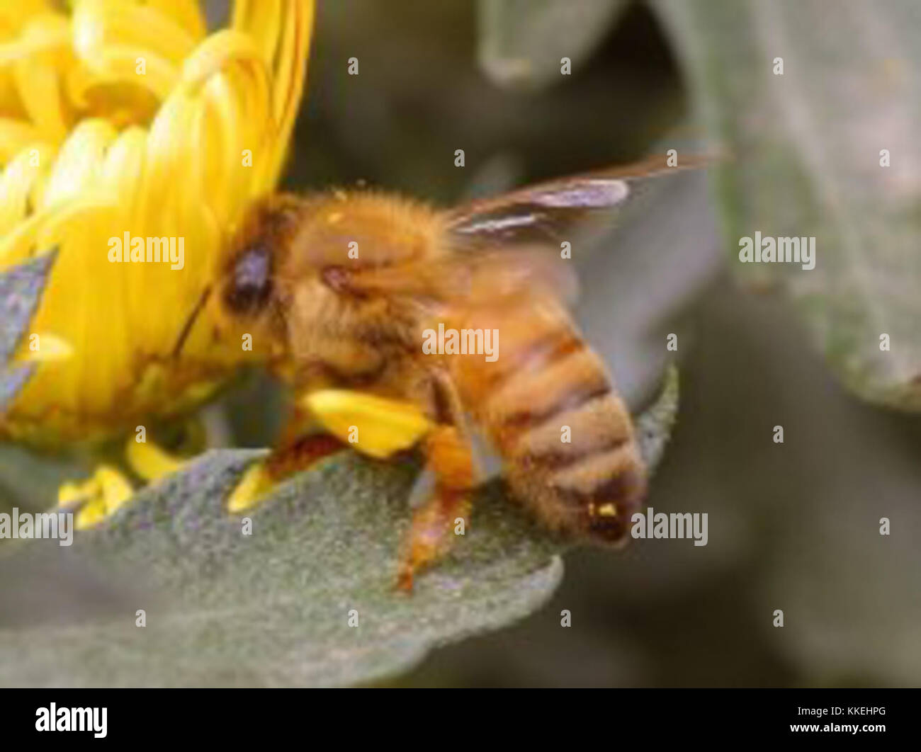 Abeille is the French word for 'bee', often used in art or design to symbolize industry, nature ...