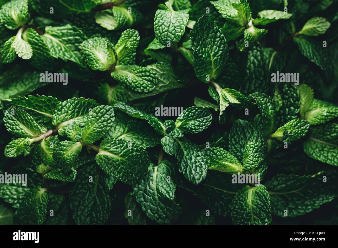 Top view of the fresh green mint. Organic food background Stock Photo ...
