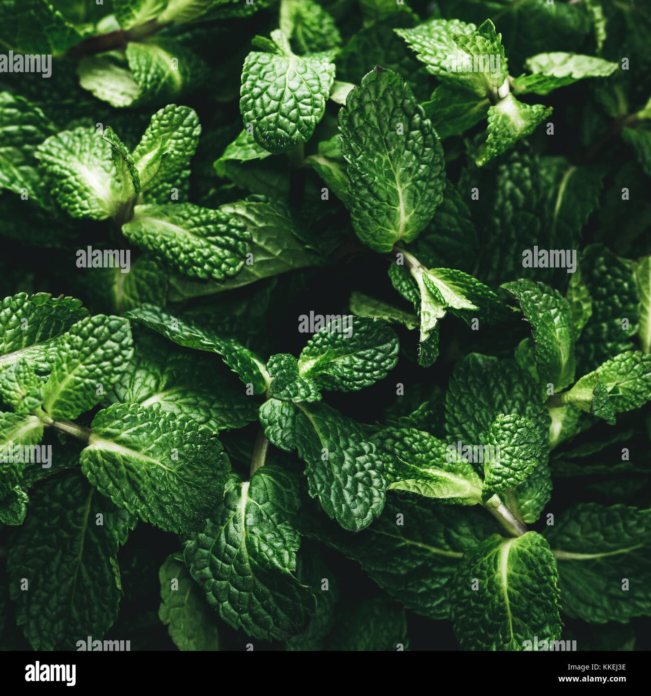Top view of the fresh green mint. Organic food background Stock Photo ...
