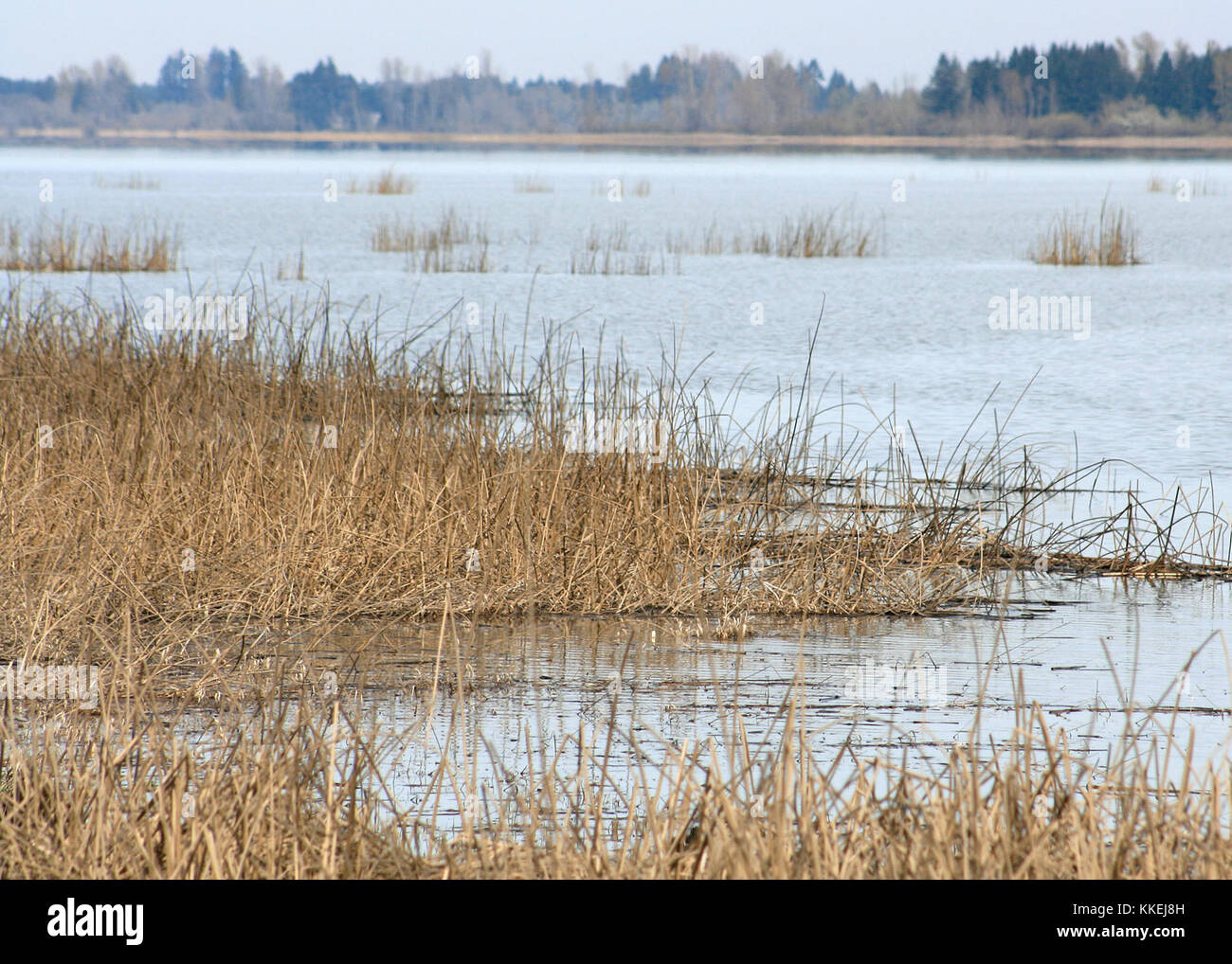 Fern Ridge Wildlife Area is a protected wetlands area located in Oregon ...