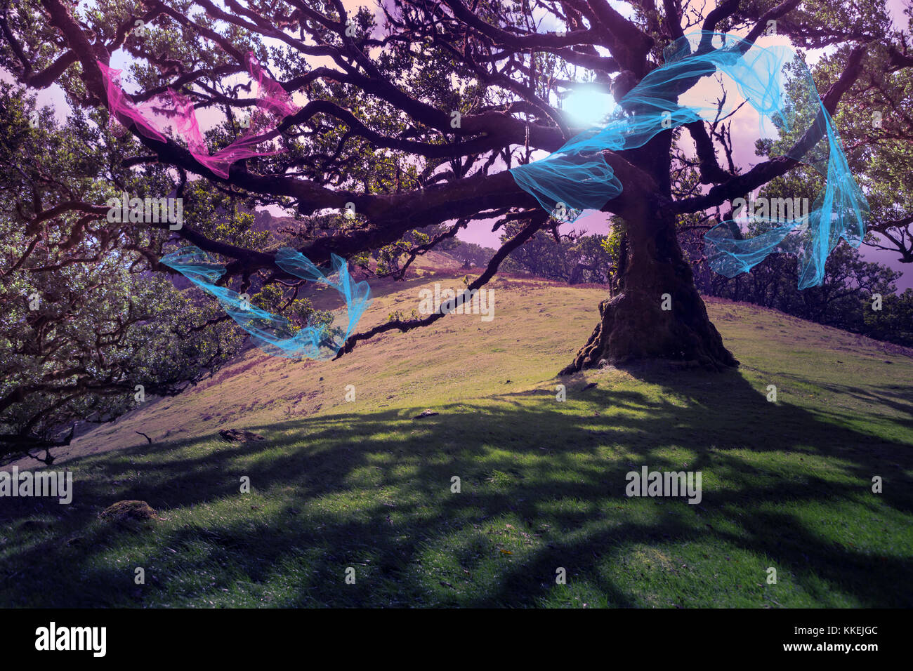 Laurel tree and a mystical phenomenon Stock Photo - Alamy