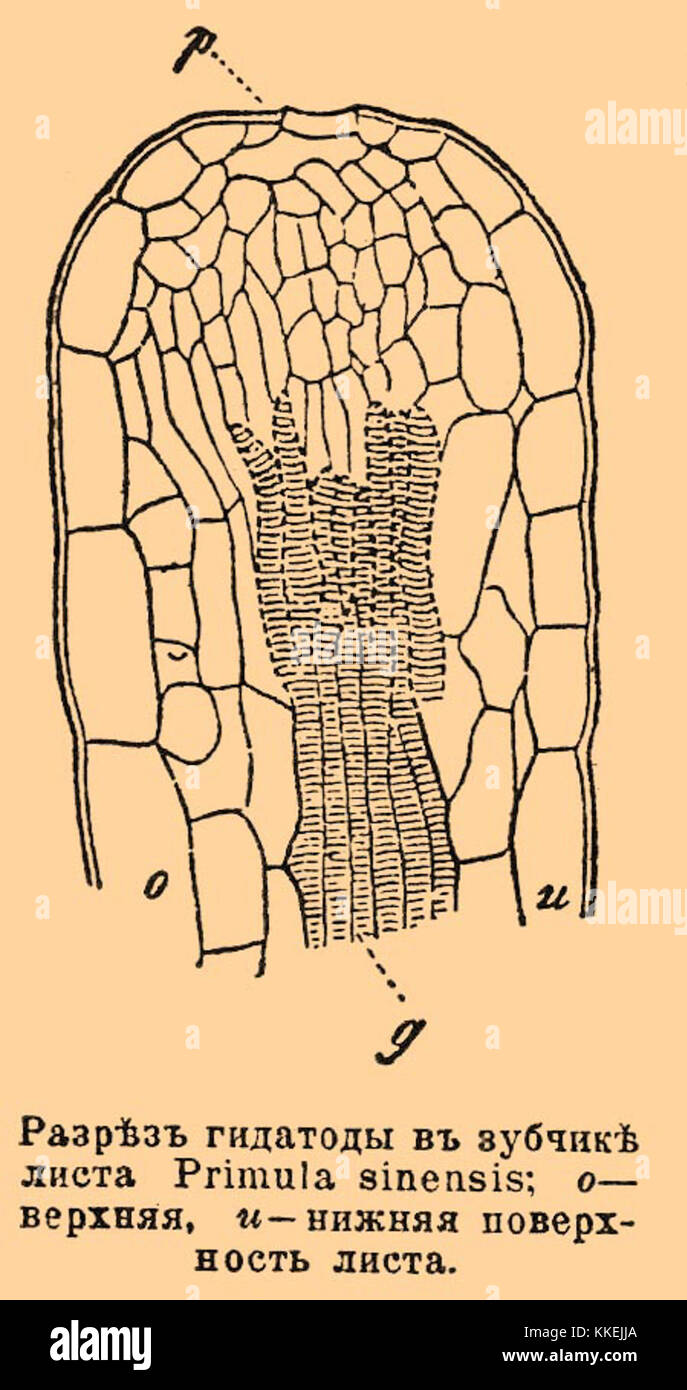 The Brockhaus and Efron Encyclopedic Dictionary, a key reference work in Russian literature ...