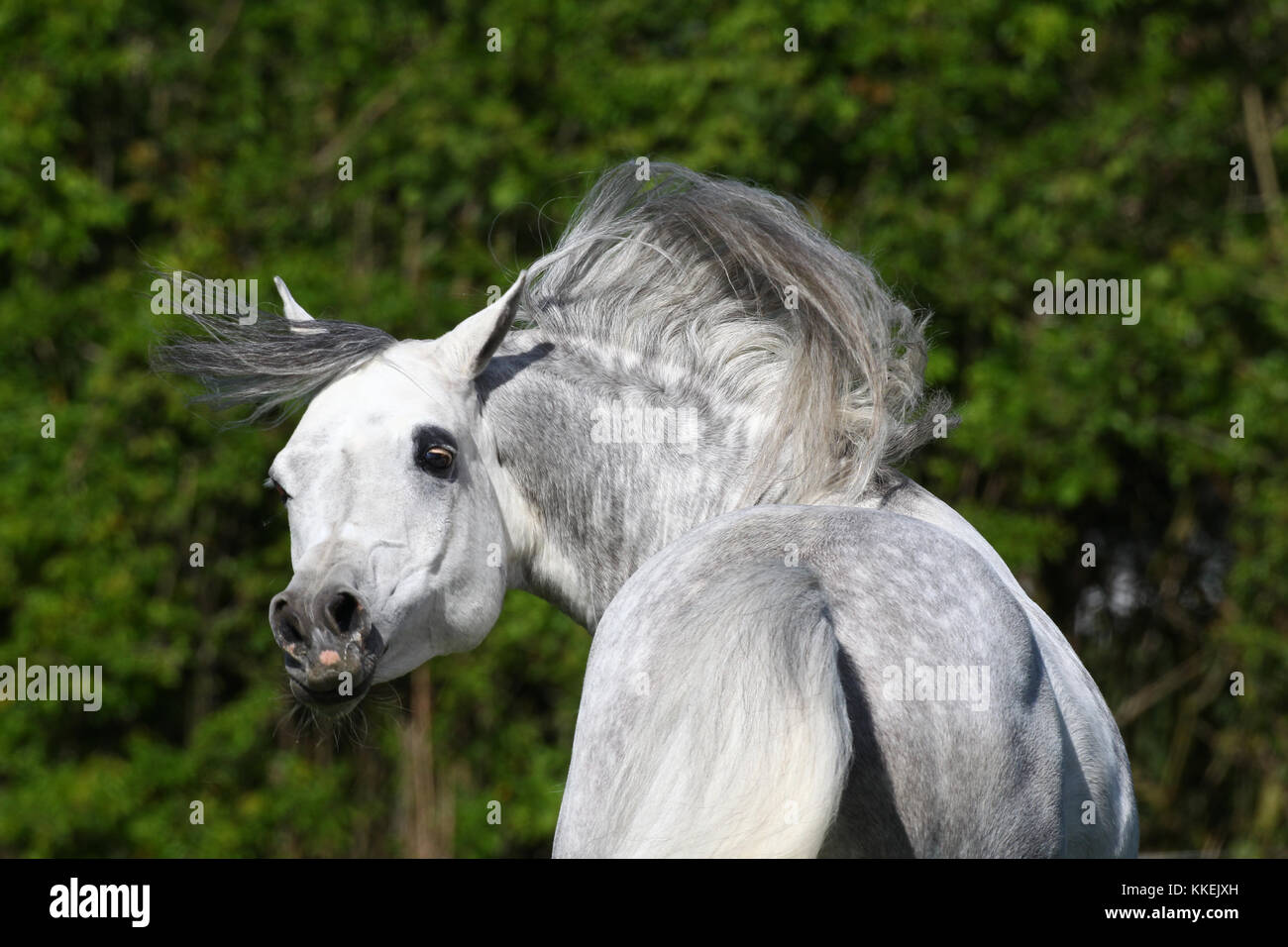 Arabian horse face hi-res stock photography and images - Alamy