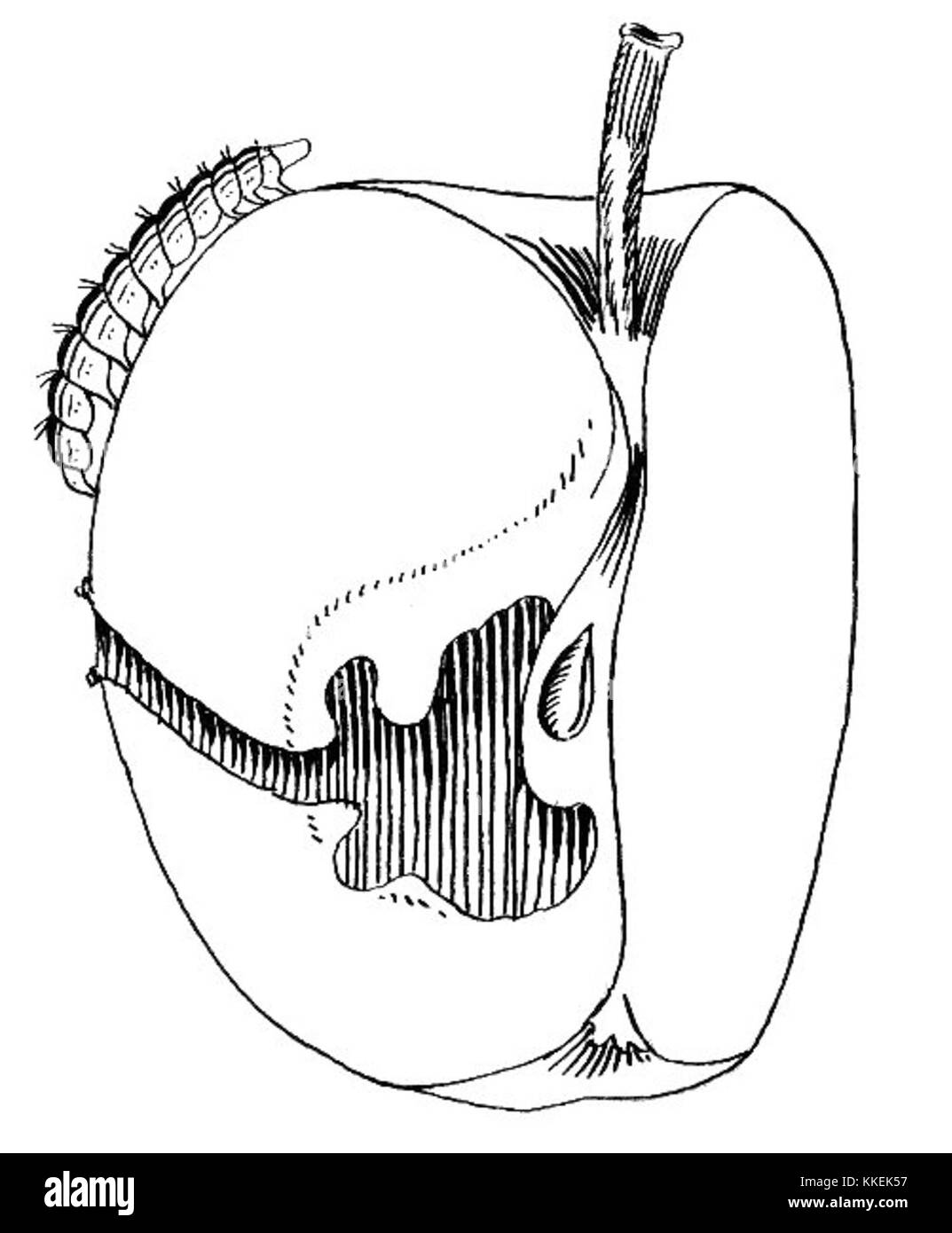 Tool used in production Cut Out Stock Images & Pictures - Alamy