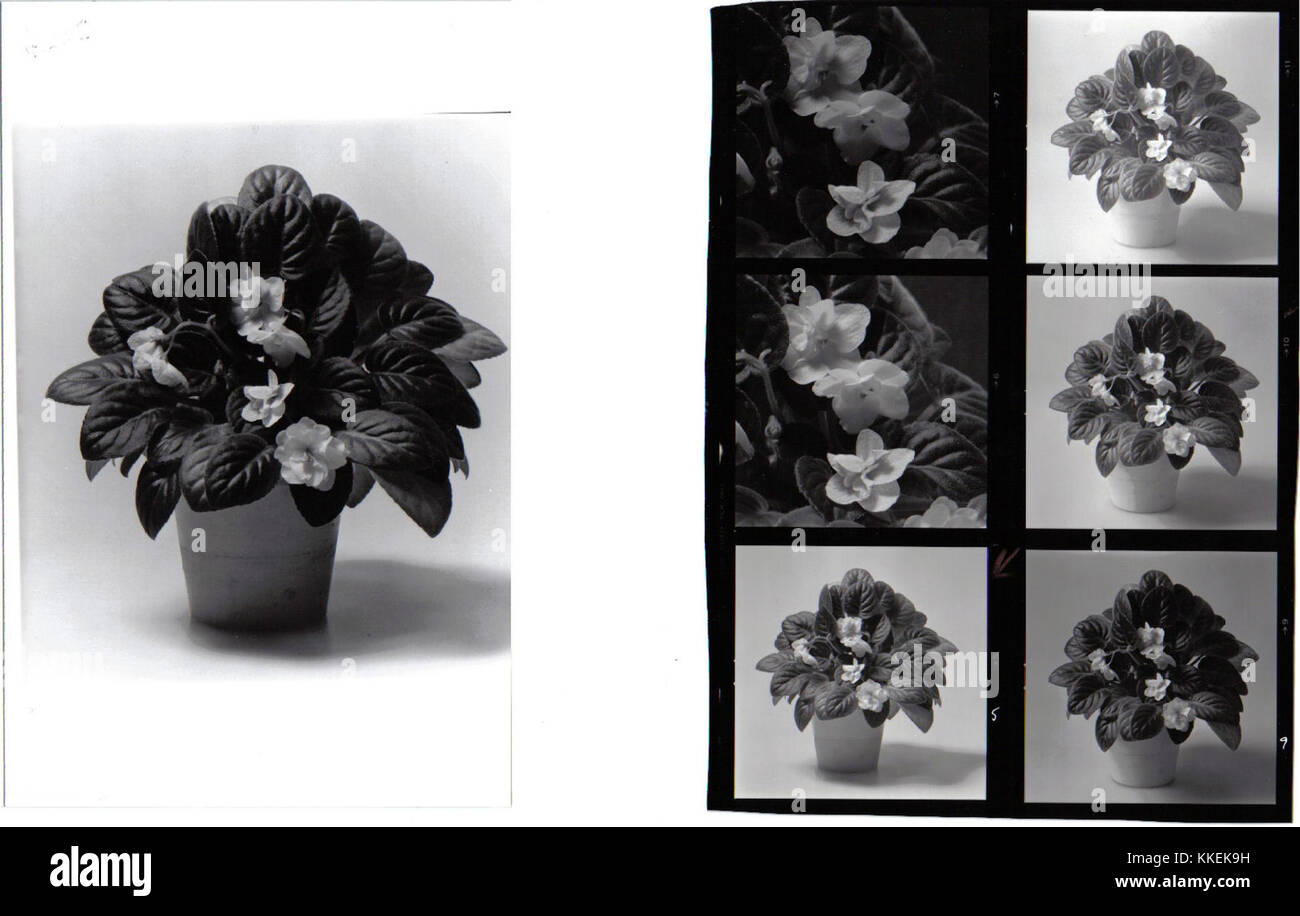 African Violets (Saintpaulia) are small, colorful flowering plants ...