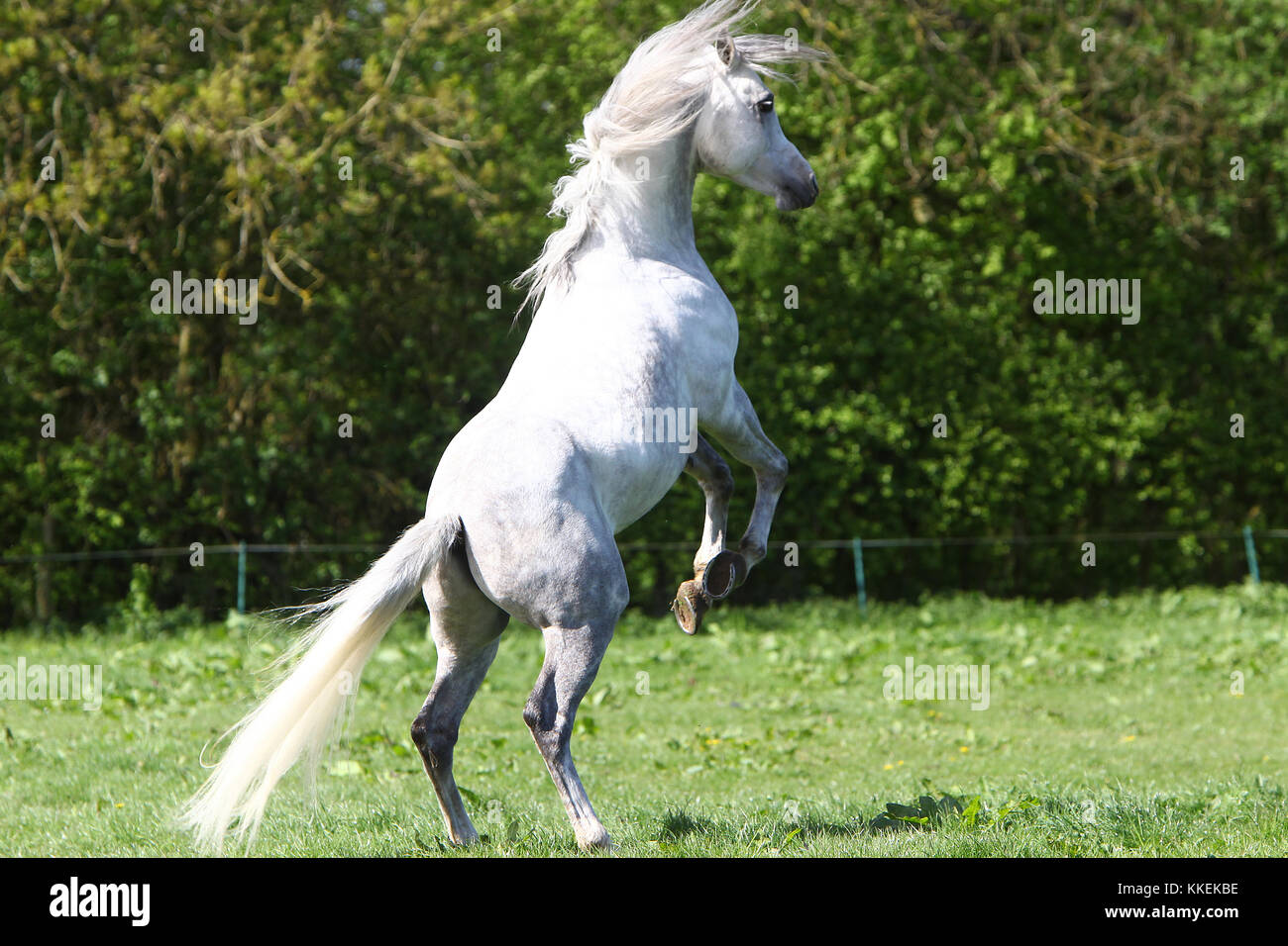 Arabian Horse Rearing High Resolution Stock Photography and Images - Alamy