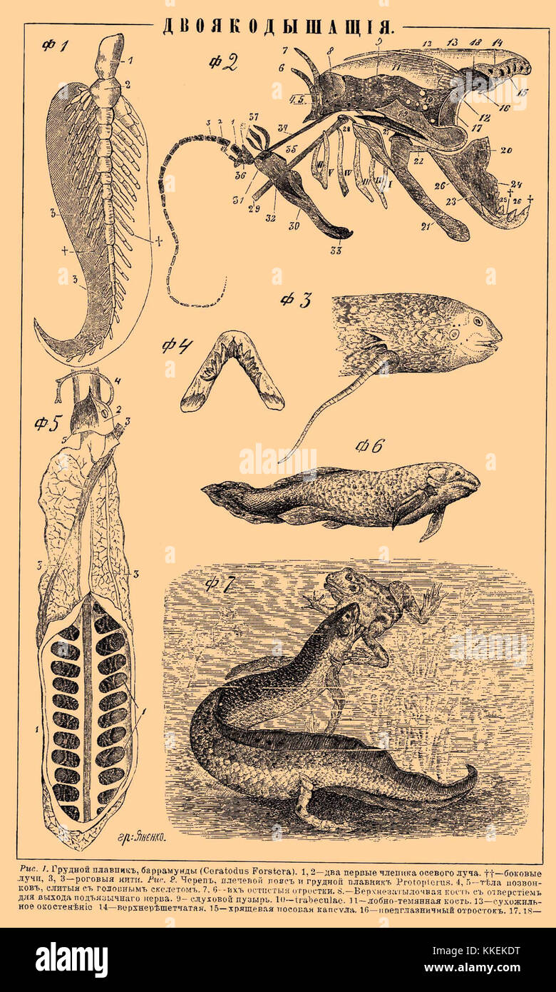 The Brockhaus and Efron Encyclopedic Dictionary is a major reference ...