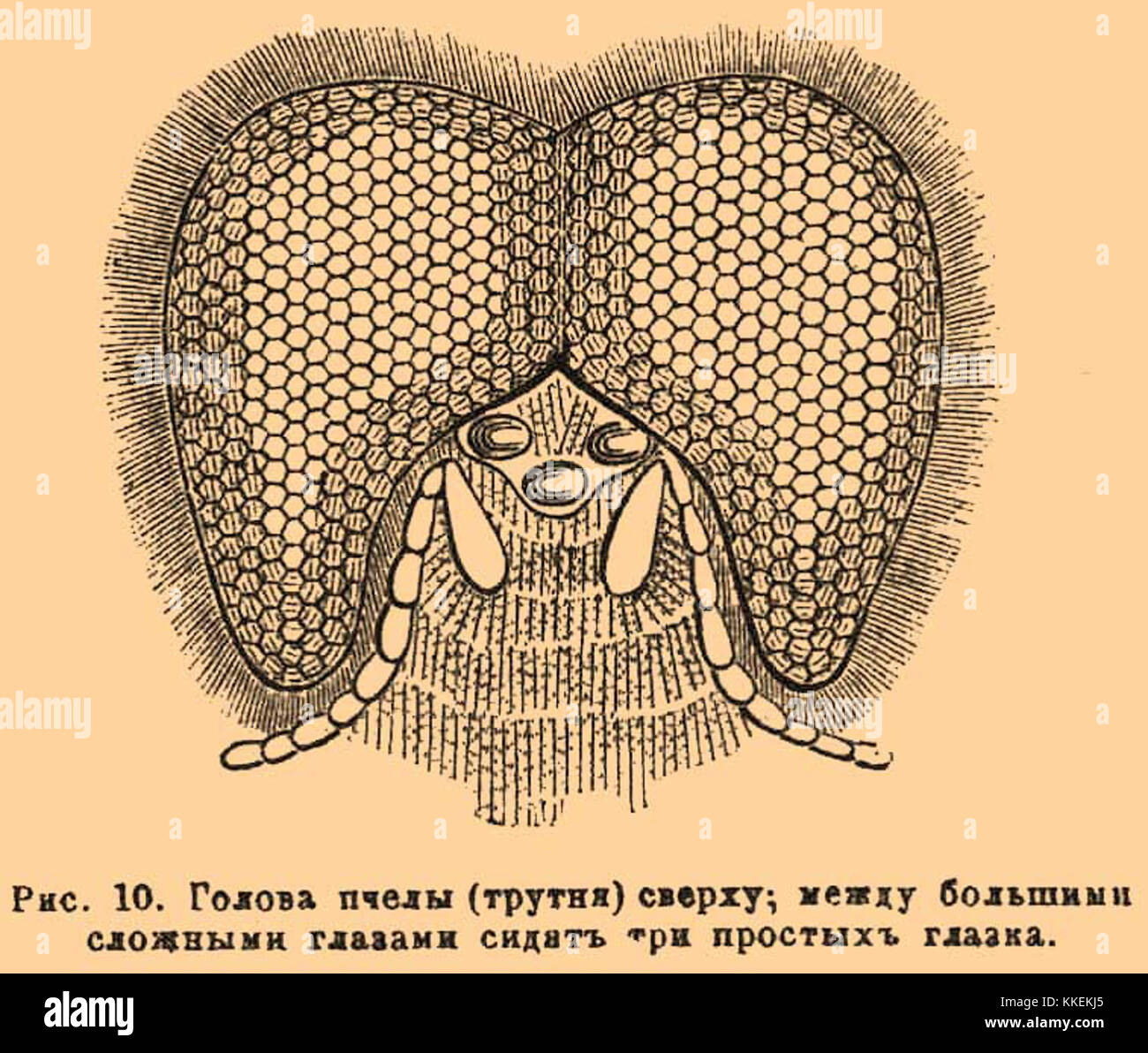 *Brockhaus and Efron Encyclopedic Dictionary* is a historical ...