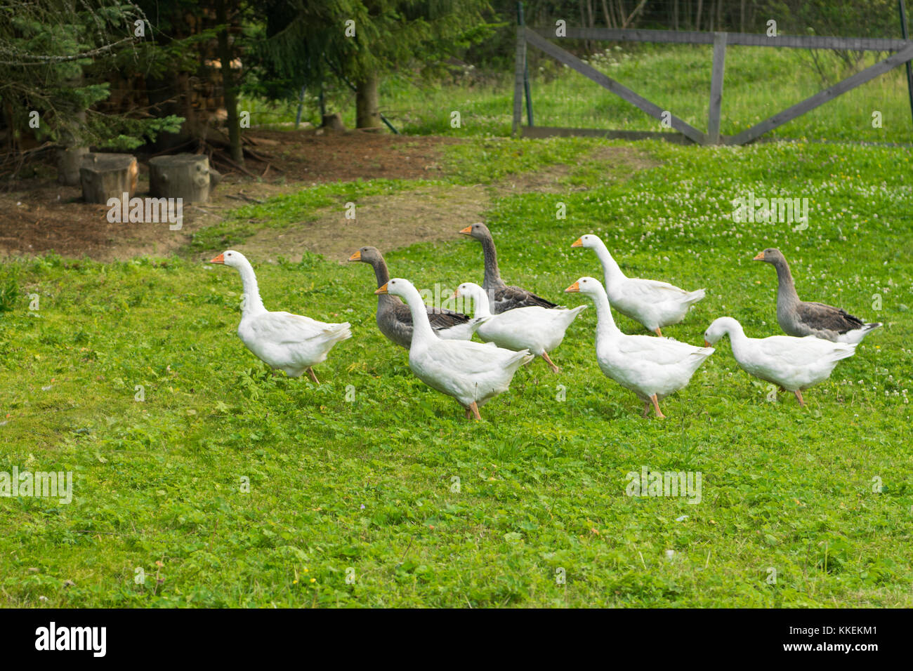 Geese are following the leader Stock Photo - Alamy