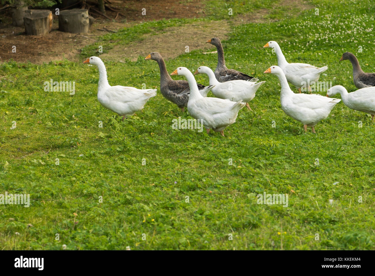 Geese are following the leader Stock Photo - Alamy