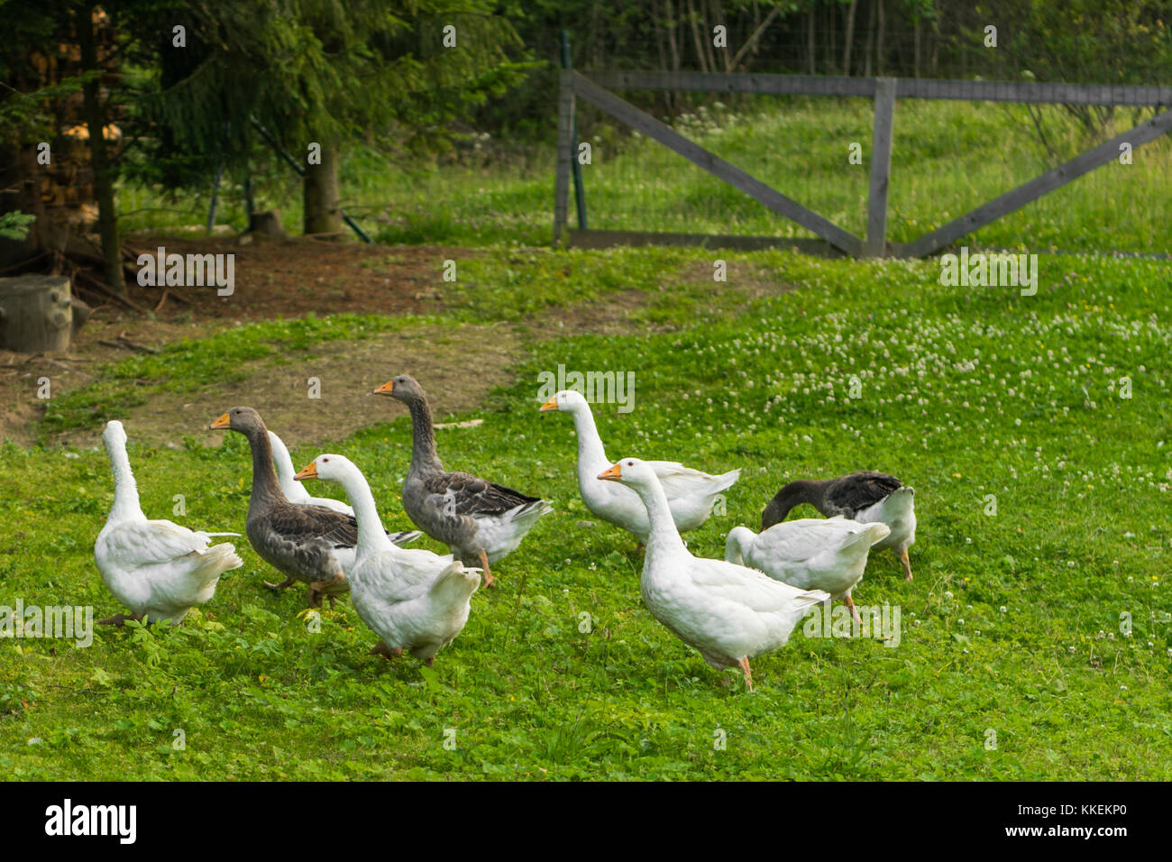 Geese are following the leader Stock Photo - Alamy