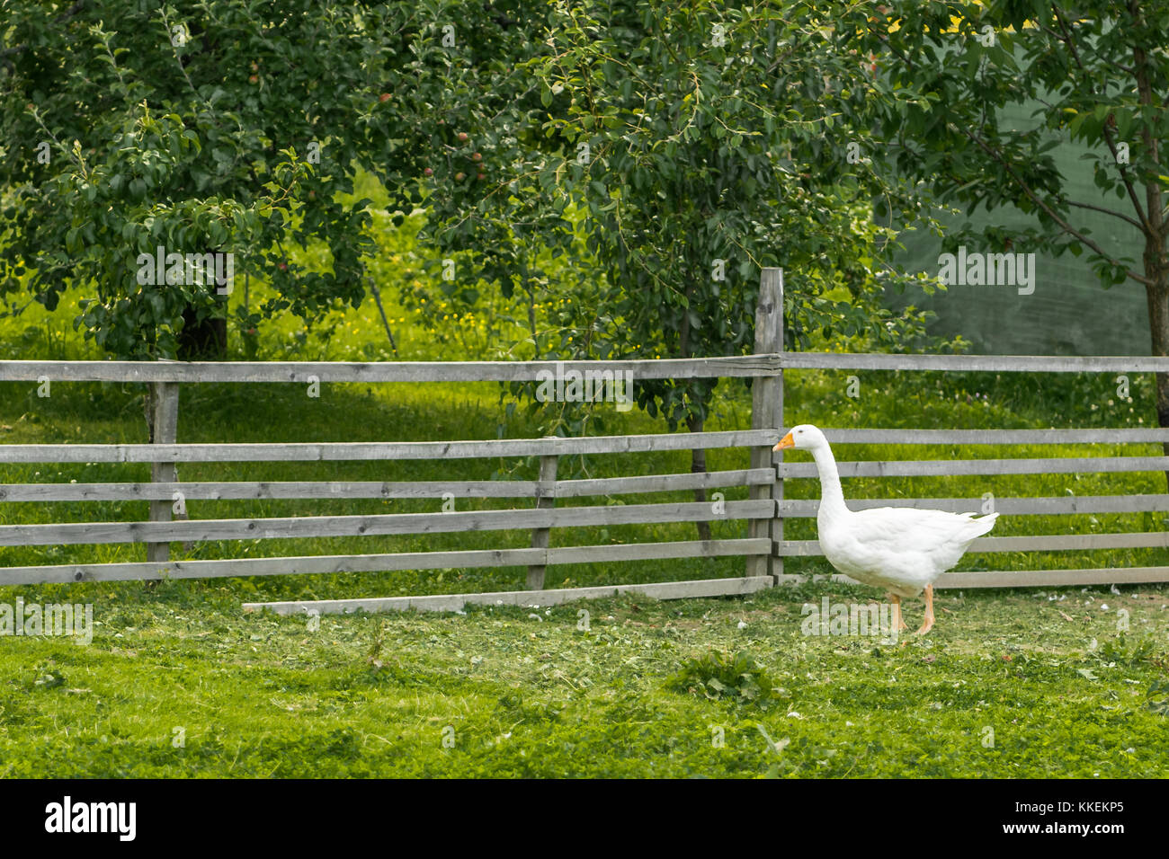 Goose standing by the wooden fence Stock Photo - Alamy