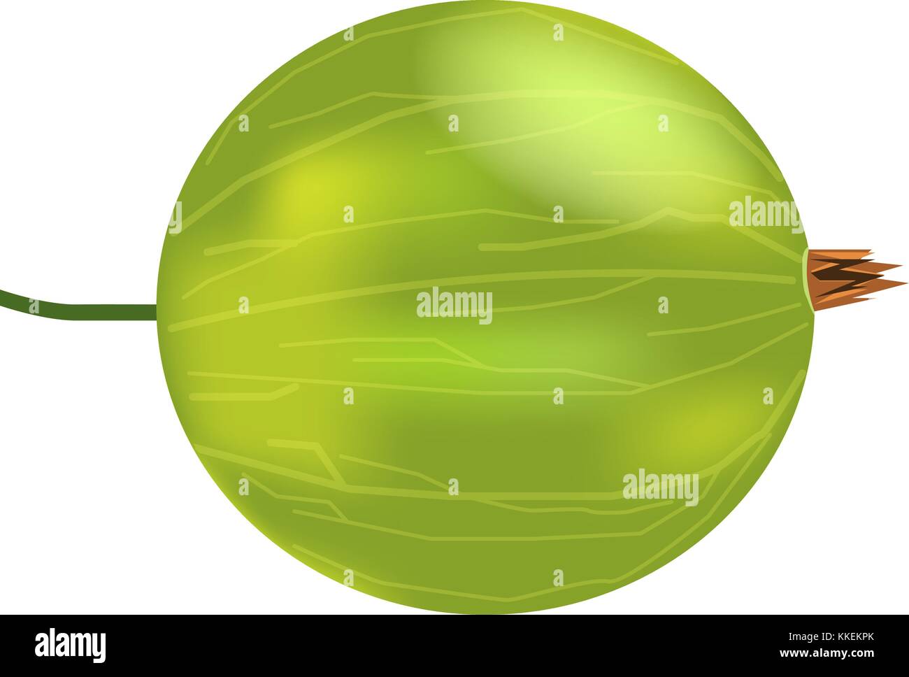Amla single Stock Vector Images - Alamy