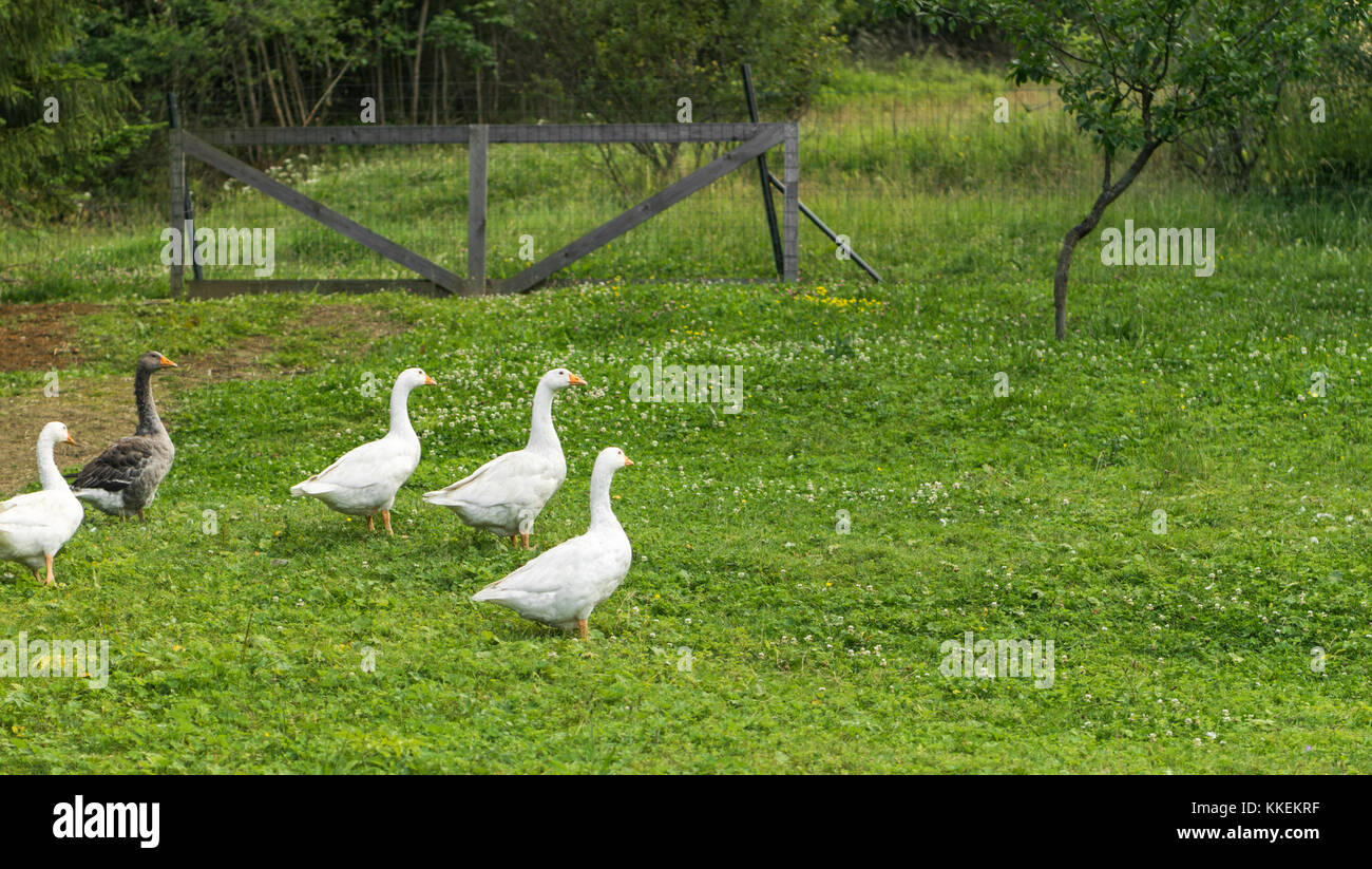 Geese with the wooden gate and tree Stock Photo - Alamy
