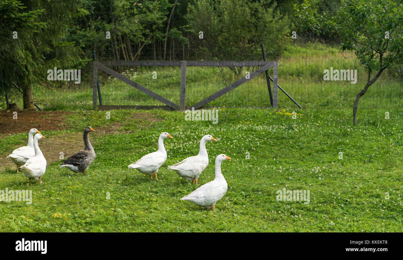 Geese with the wooden gate and tree Stock Photo - Alamy