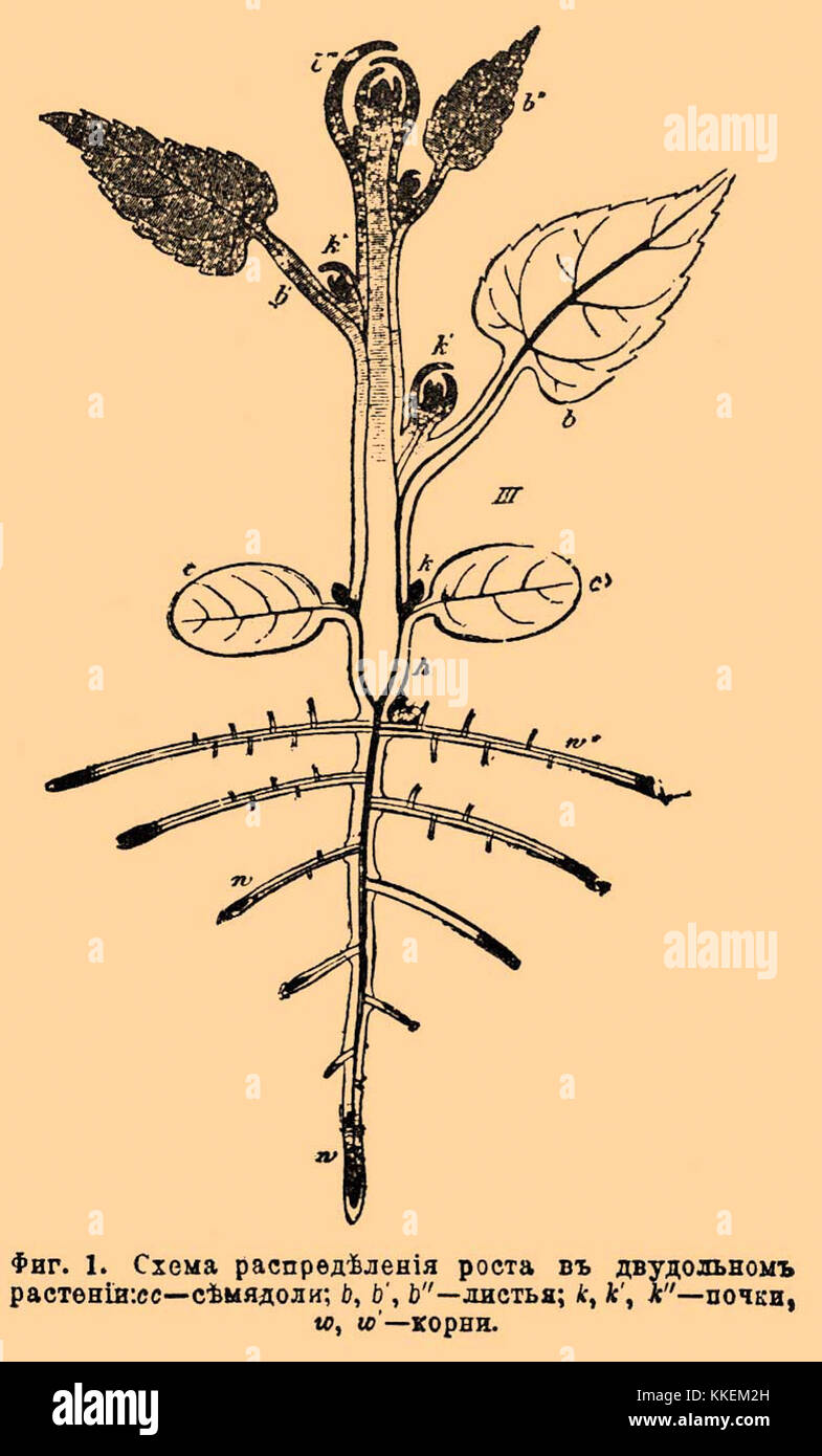 The Brockhaus and Efron Encyclopedic Dictionary, a comprehensive ...