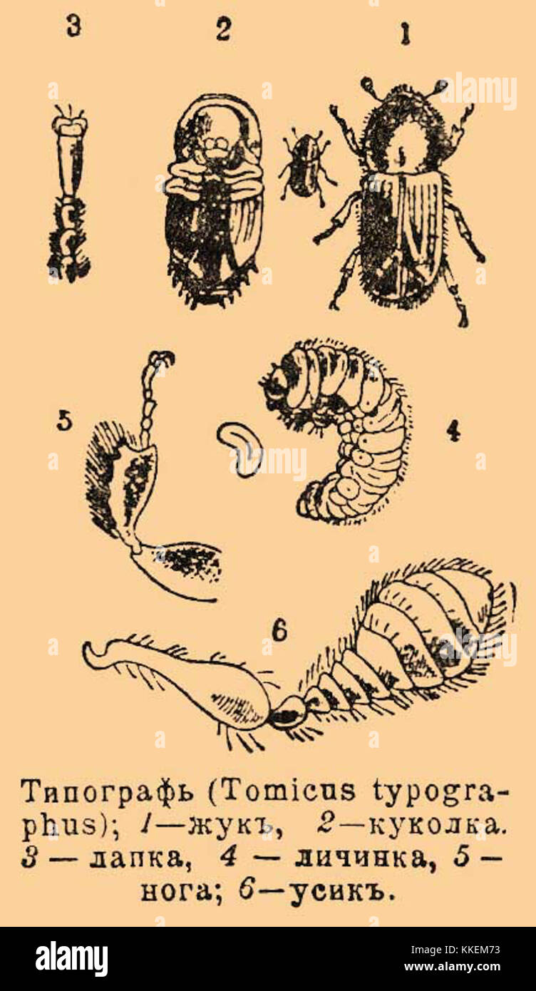 The Brockhaus and Efron Encyclopedic Dictionary is a comprehensive ...