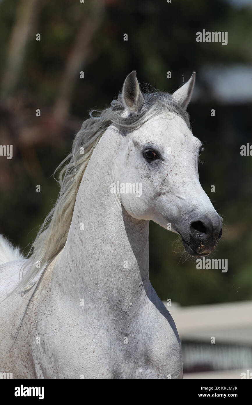 Grey Arab High Resolution Stock Photography and Images - Alamy