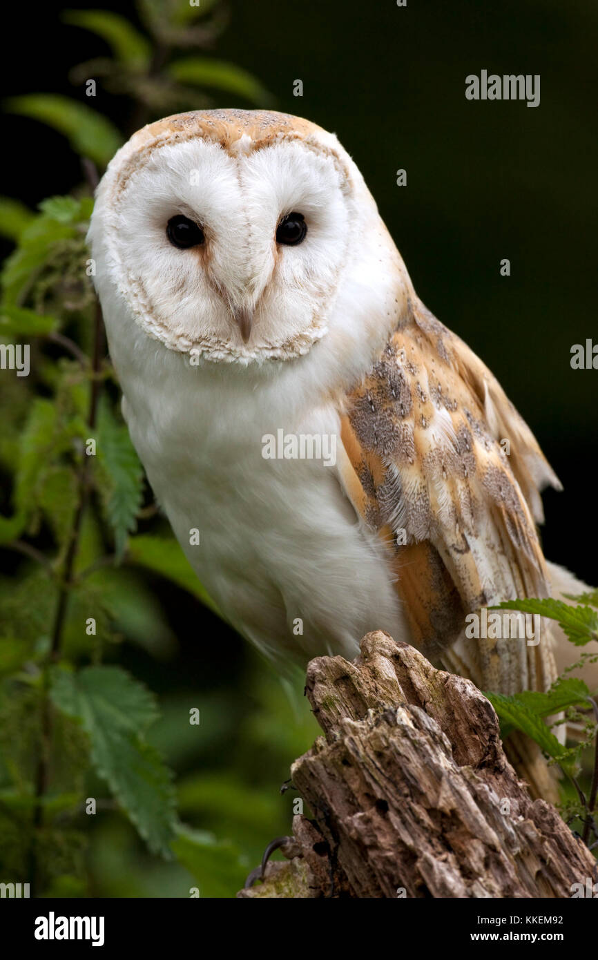 Barn Owl (Tyto alba) in North Yorkshire in the United Kingdom Stock ...