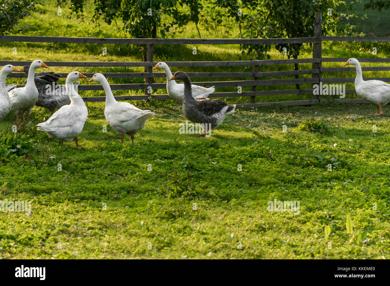 Geese on the house farm near wooden fence Stock Photo - Alamy