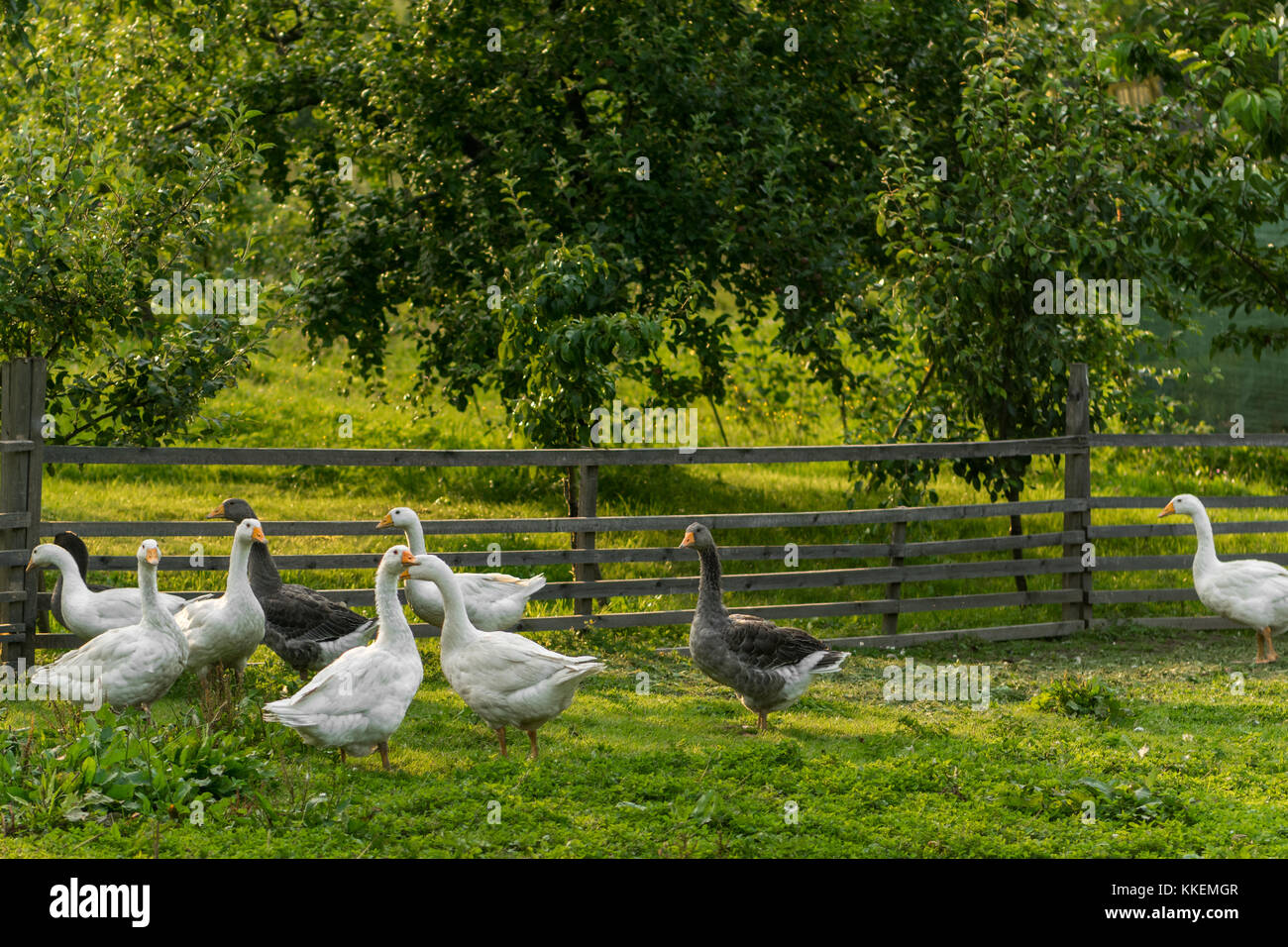 Wooden geese hi-res stock photography and images - Alamy