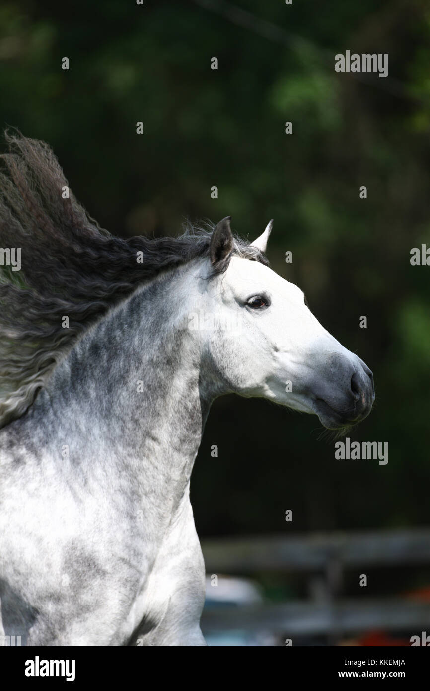 Dapple grey stallion hi-res stock photography and images - Alamy