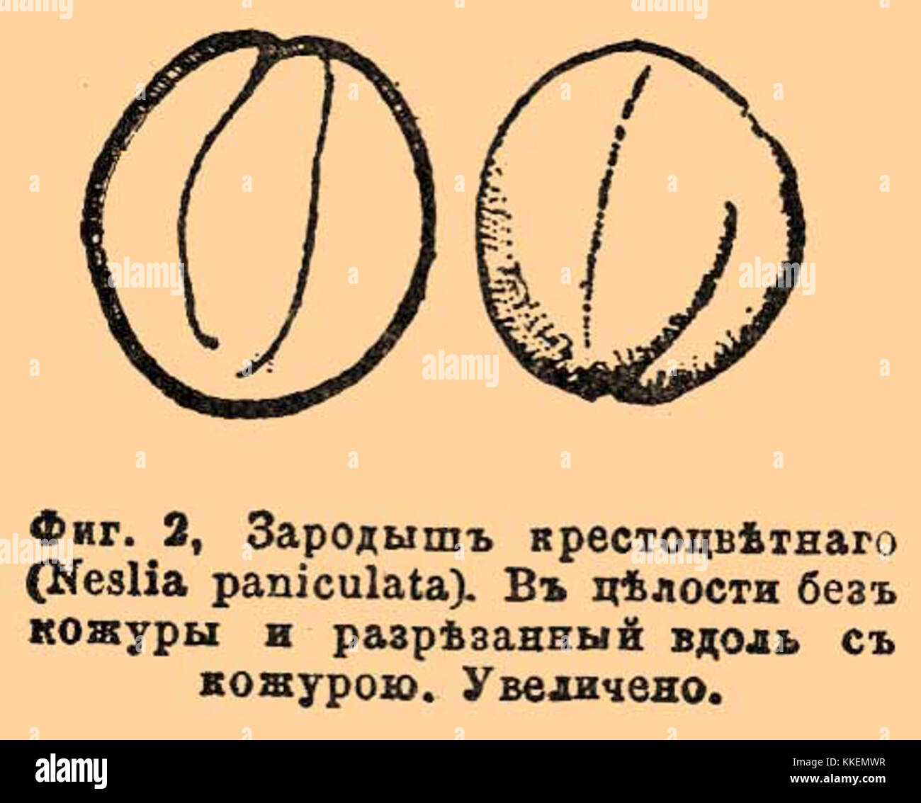 Entry from the Brockhaus and Efron Encyclopedic Dictionary detailing ...