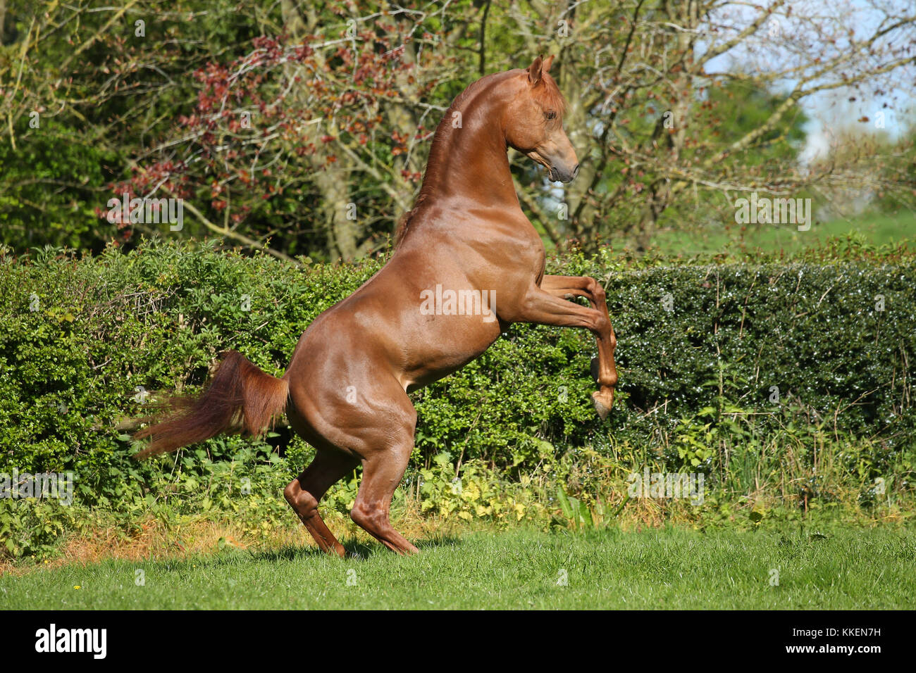 Rearing arabian horse hi-res stock photography and images - Alamy