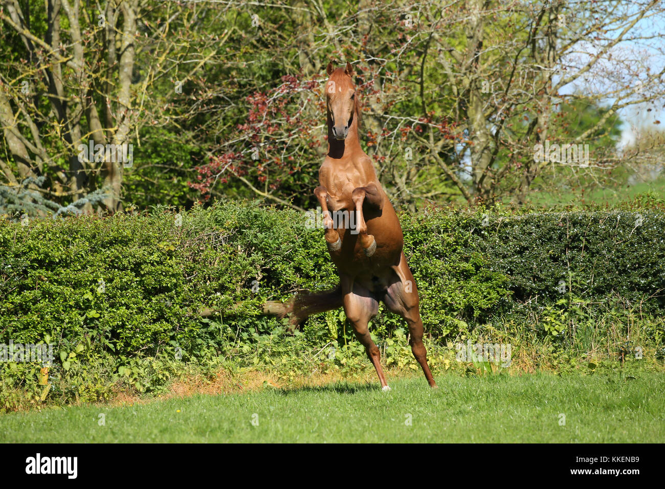Rearing arabian horse hi-res stock photography and images - Alamy
