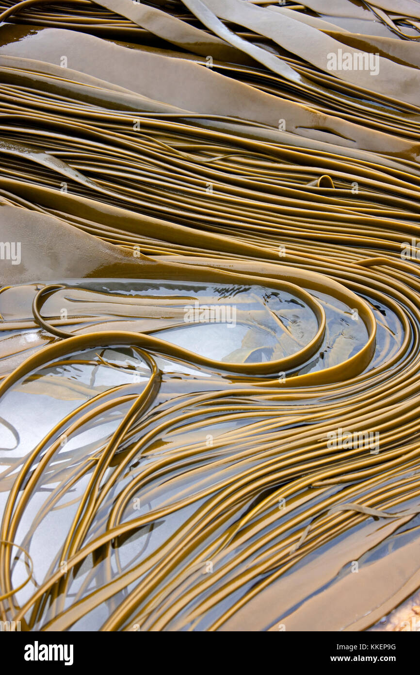 Kelp are large seaweeds (algae) belonging to the brown algae (class ...