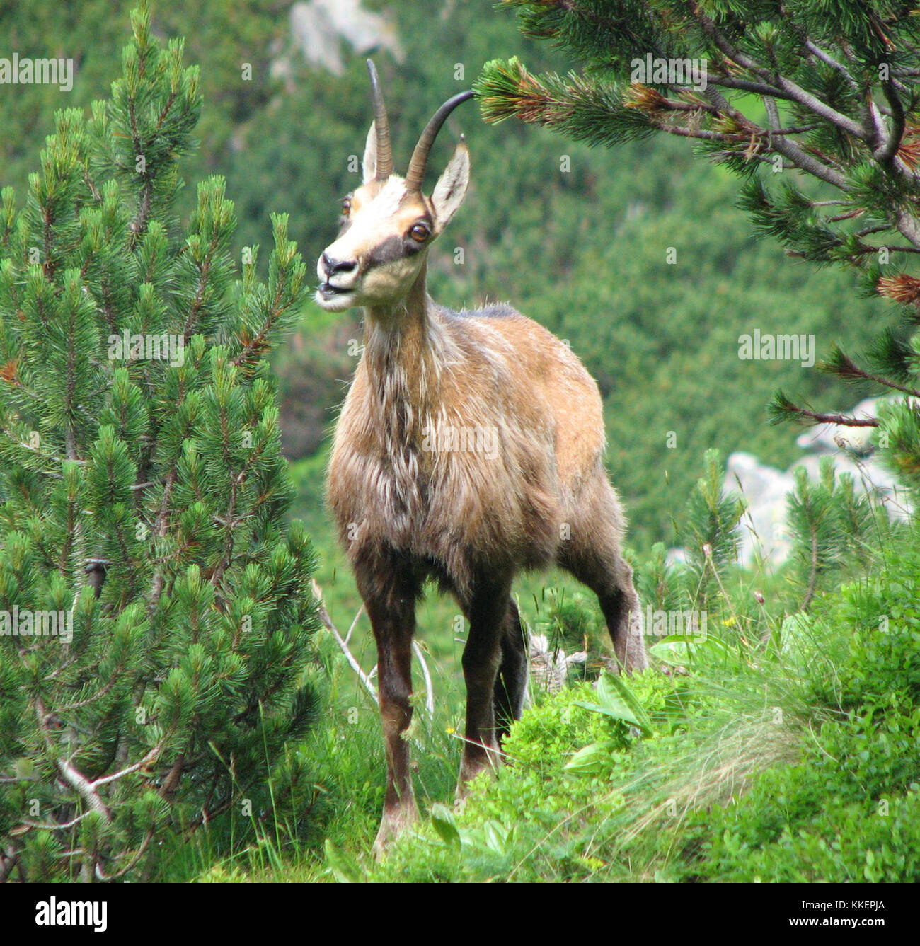 Kozica hi-res stock photography and images - Alamy