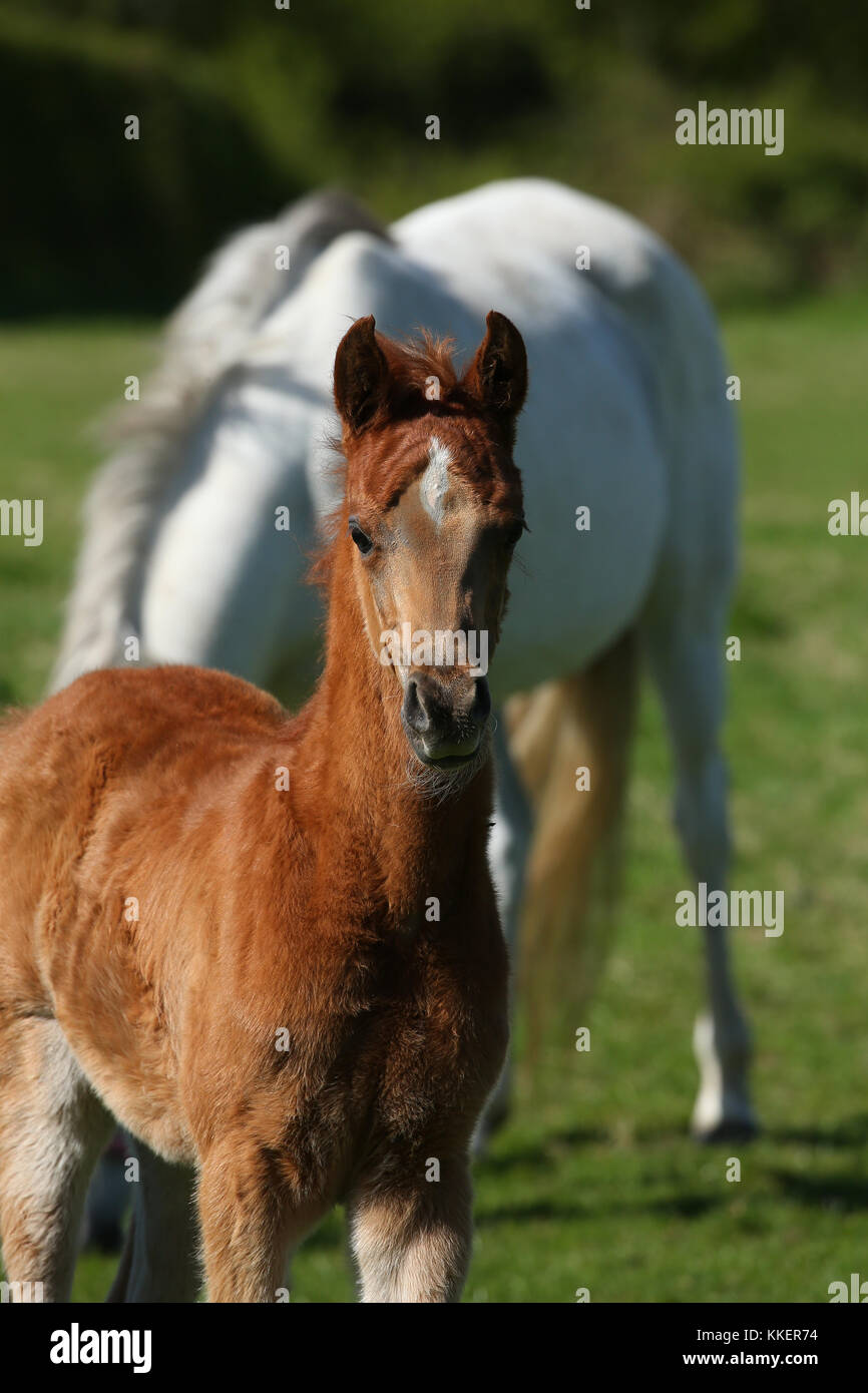 Arab horse foal hi-res stock photography and images - Alamy