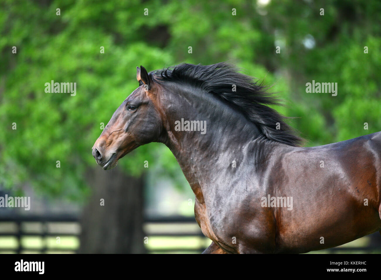 Bay horse in running hi-res stock photography and images - Alamy