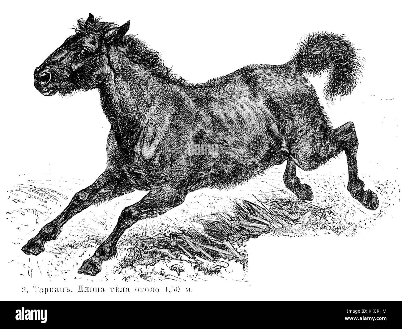 Horse subspecies Black and White Stock Photos & Images - Alamy