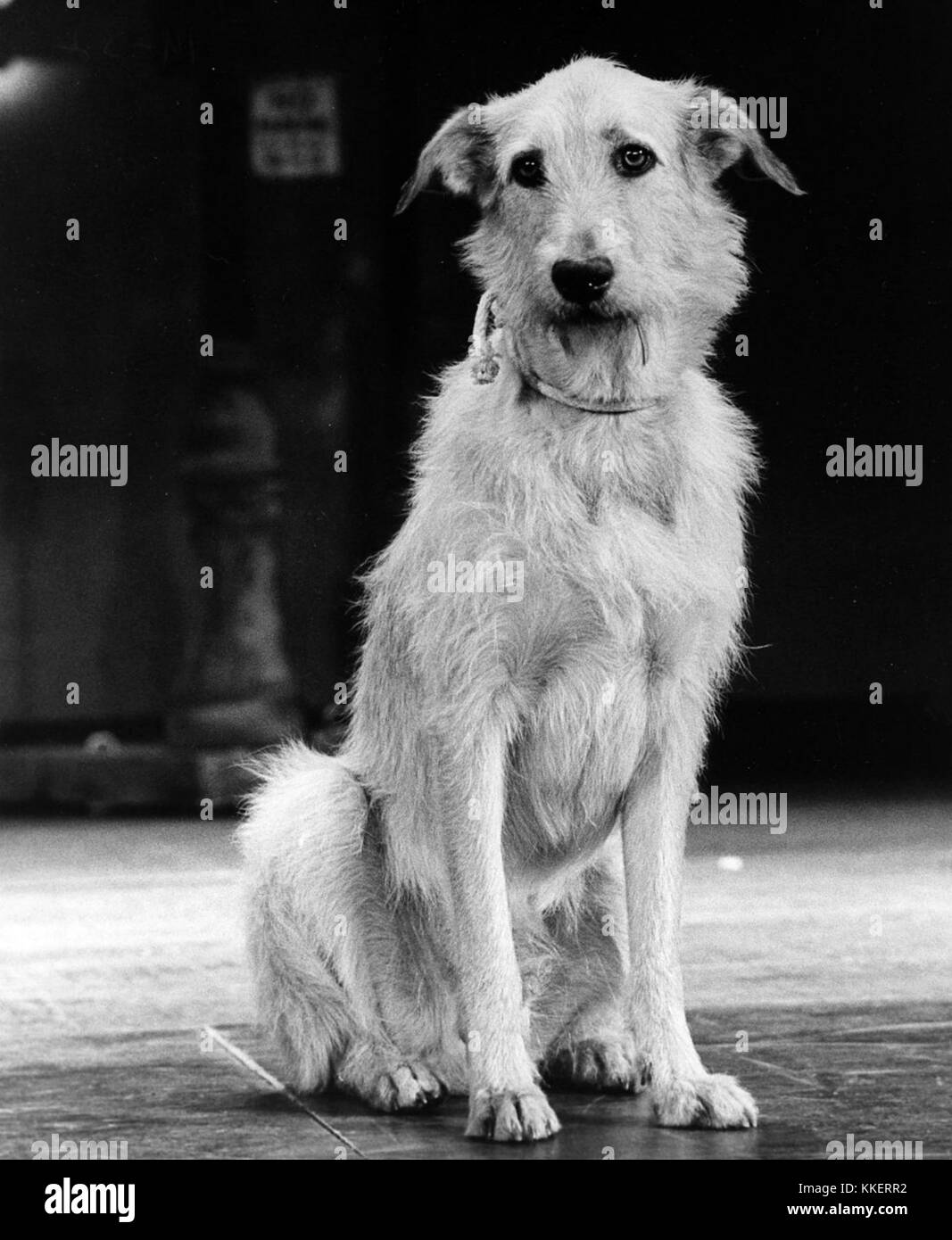 Sandy the dog annie hi-res stock photography and images - Alamy