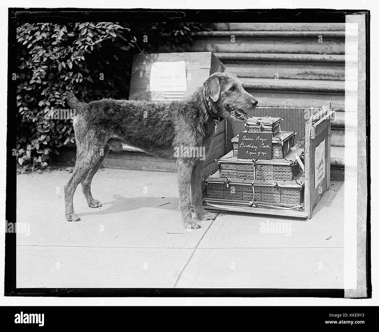 Laddie Boy, President Warren G. Harding's pet dog, celebrated his 26th ...