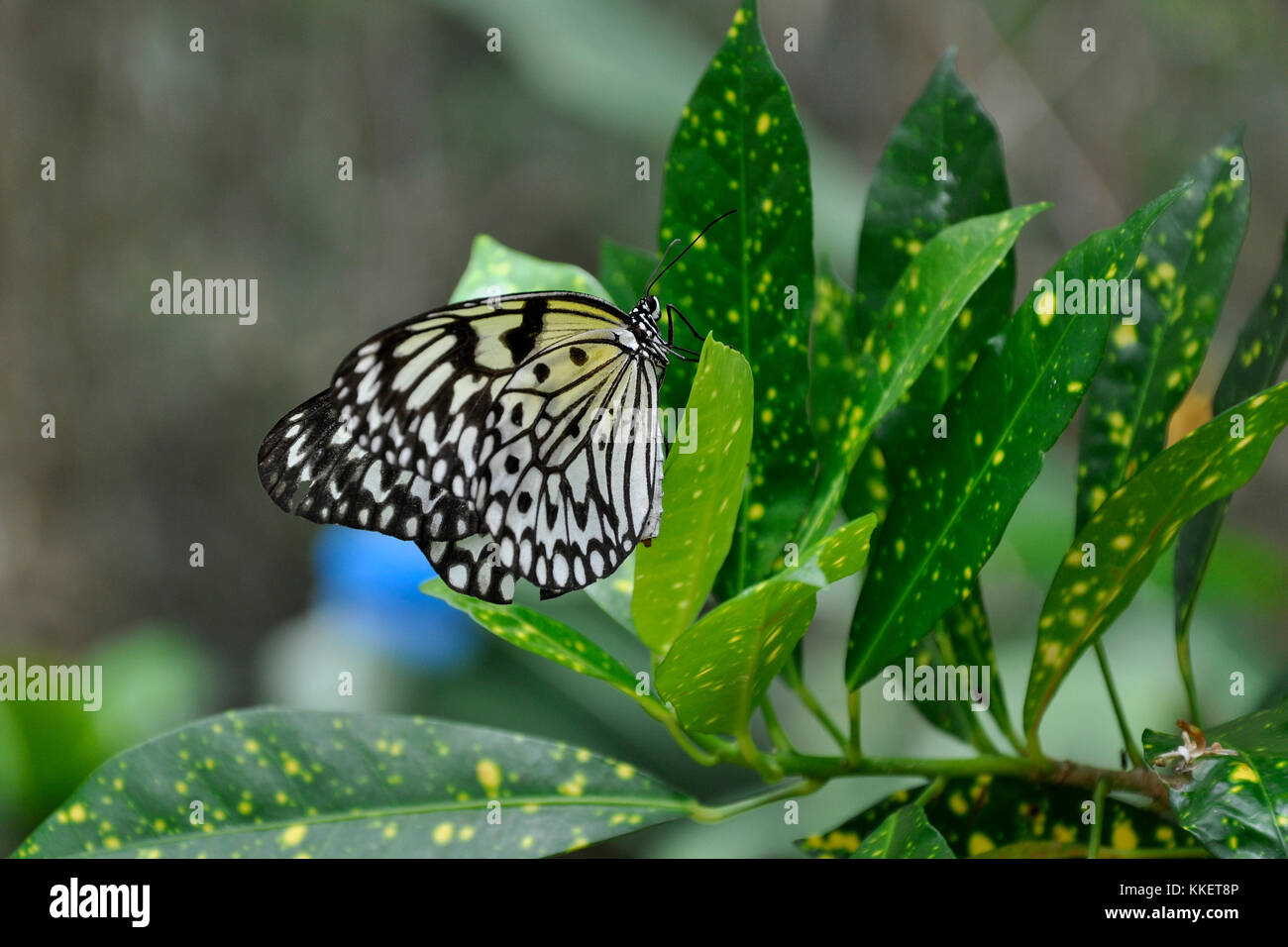 Philippines butterfly hi-res stock photography and images - Alamy