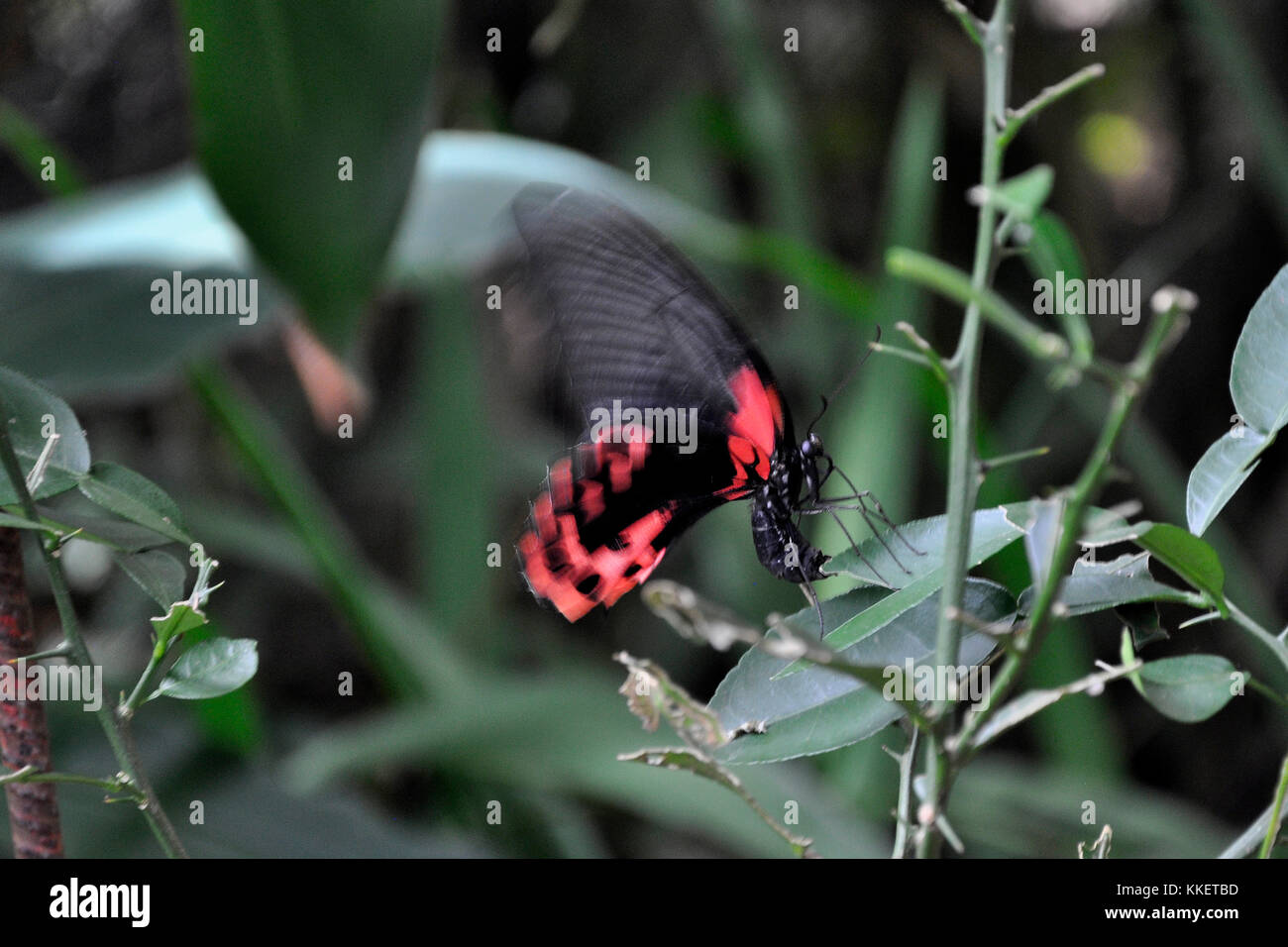 Philippines butterfly hi-res stock photography and images - Alamy