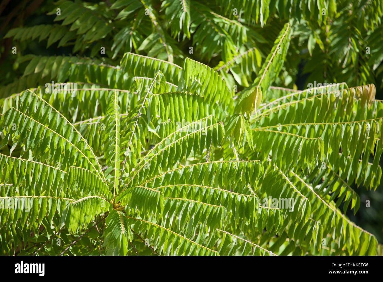 Green exotic plants Stock Photo - Alamy
