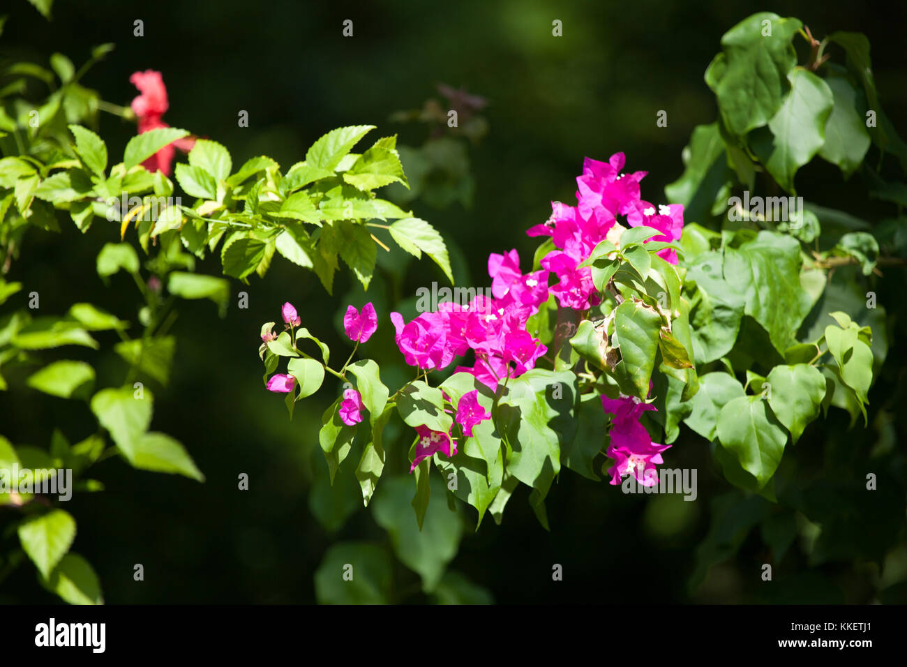 Colorful flowers on the bushes Stock Photo - Alamy