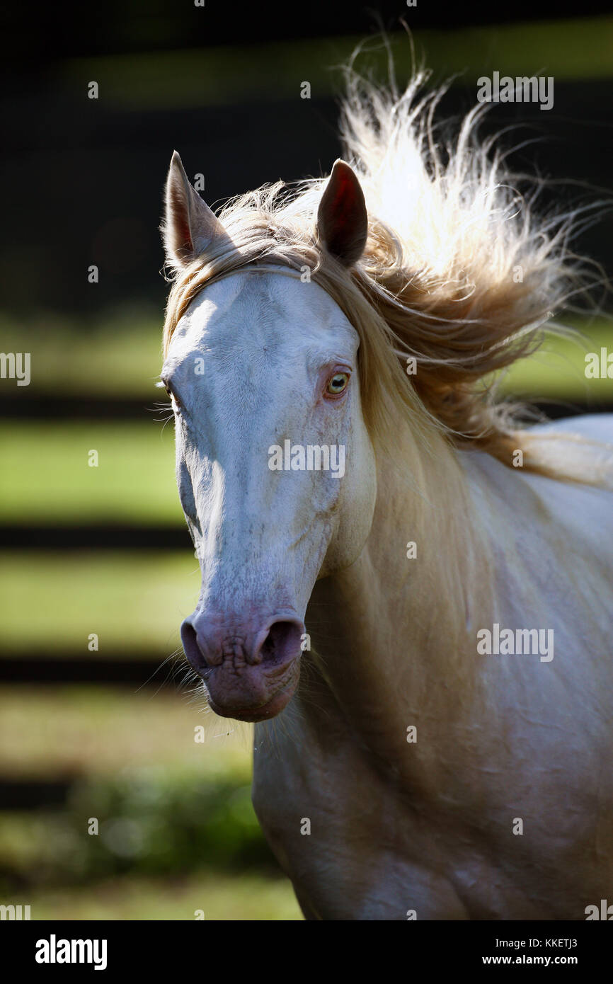 Lusitano portrait hi-res stock photography and images - Alamy