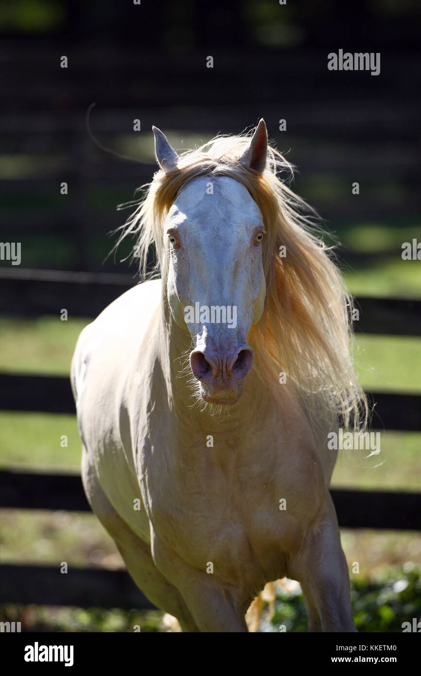 Cremello Lusitano Stallion Stock Photo - Alamy