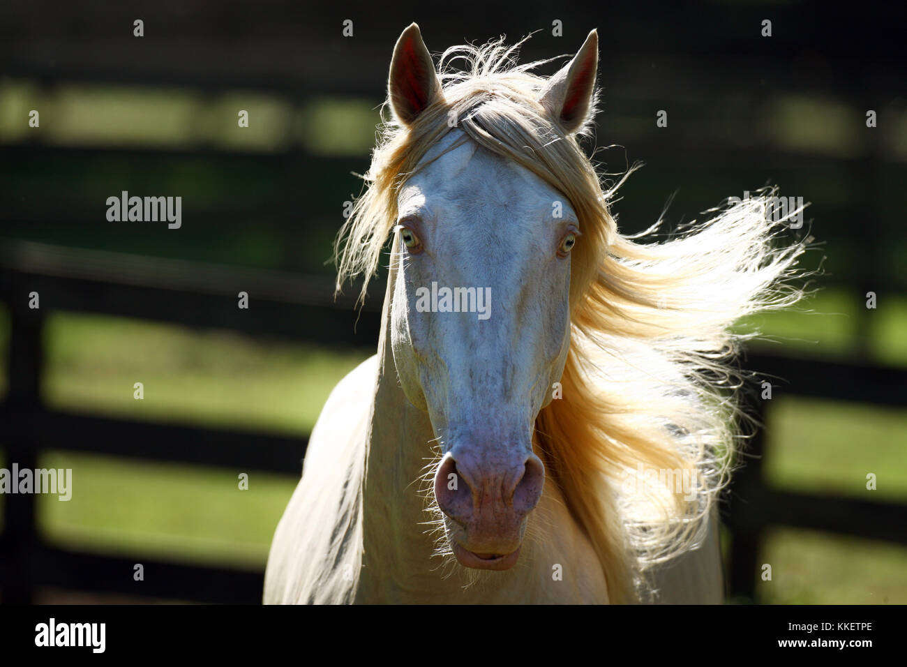 Lusitano Stallion High Resolution Stock Photography and Images - Alamy