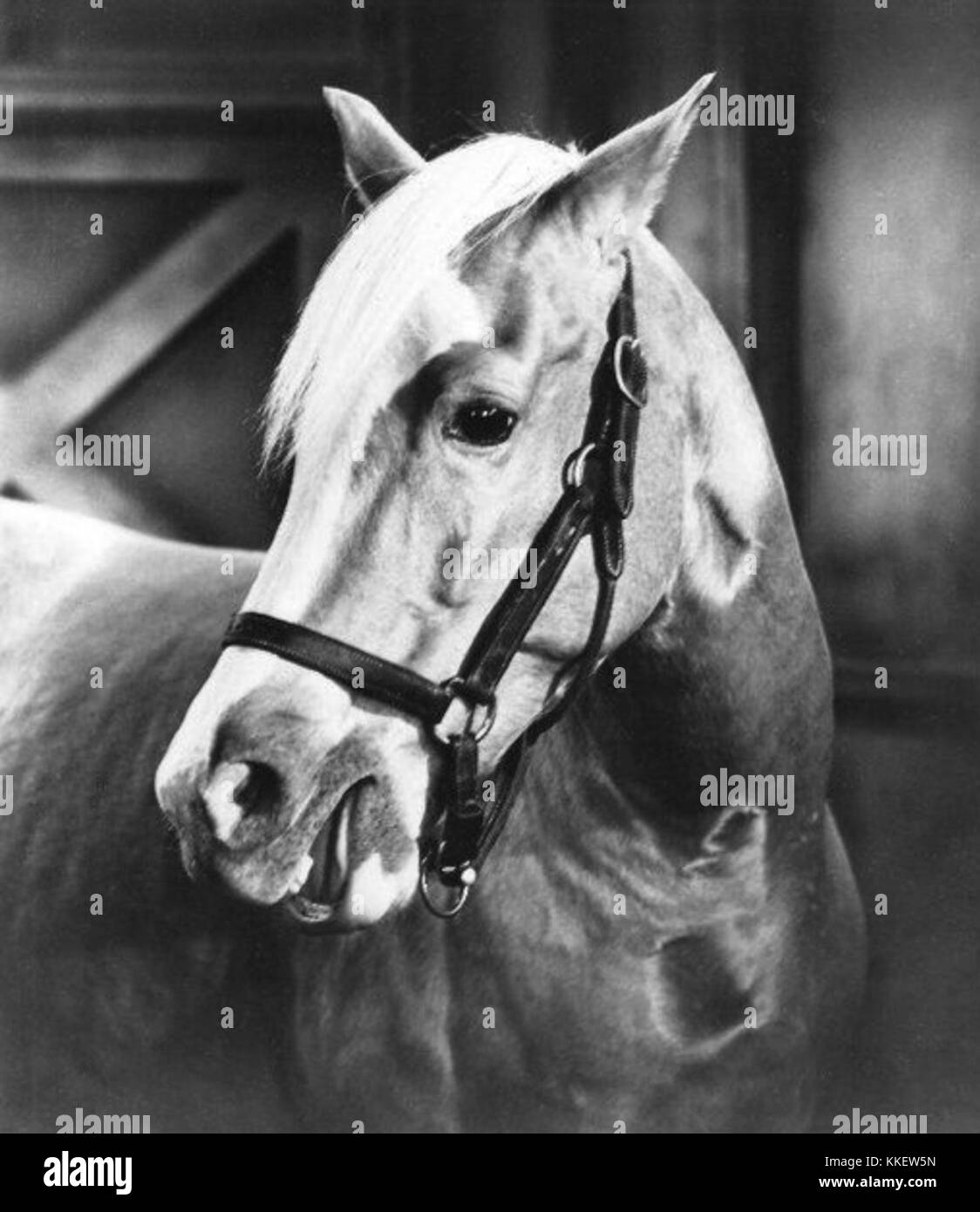 Mister Ed was a popular American television sitcom that aired from 1961 ...