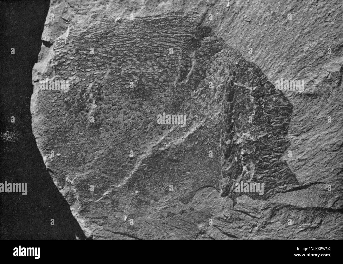 Devonian fossils Black and White Stock Photos & Images - Alamy