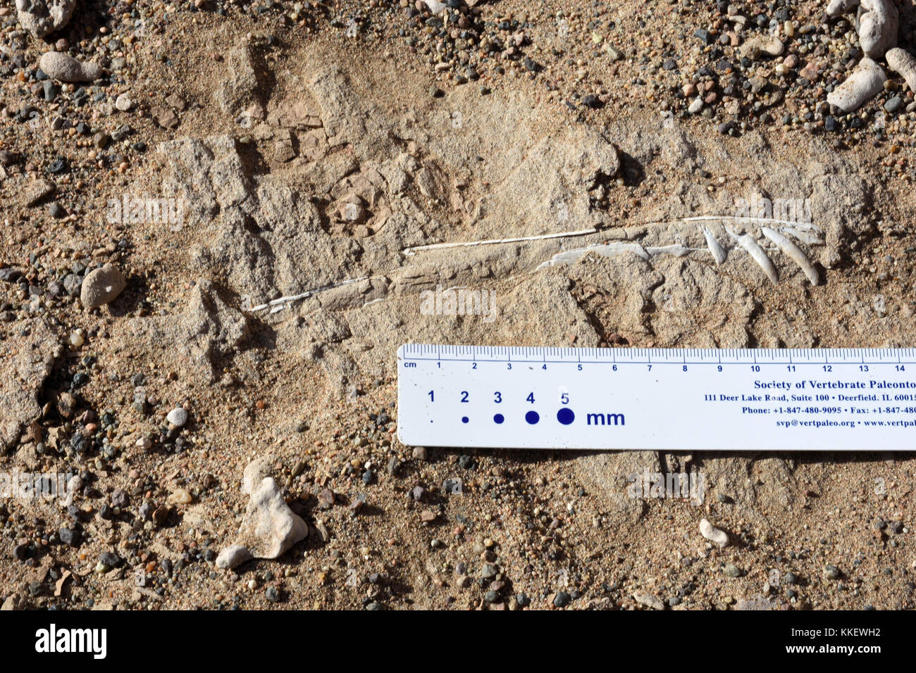 Hamipterus tianshanensis hi-res stock photography and images - Alamy