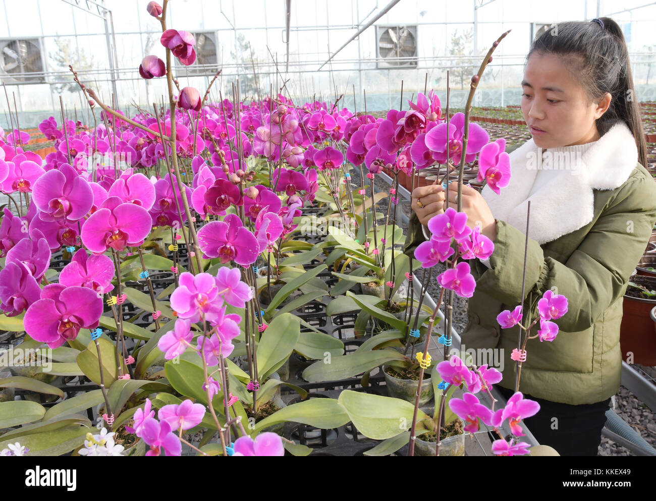 Linxia. 30th Nov, 2017. A working staff trims the butterfly orchid ...