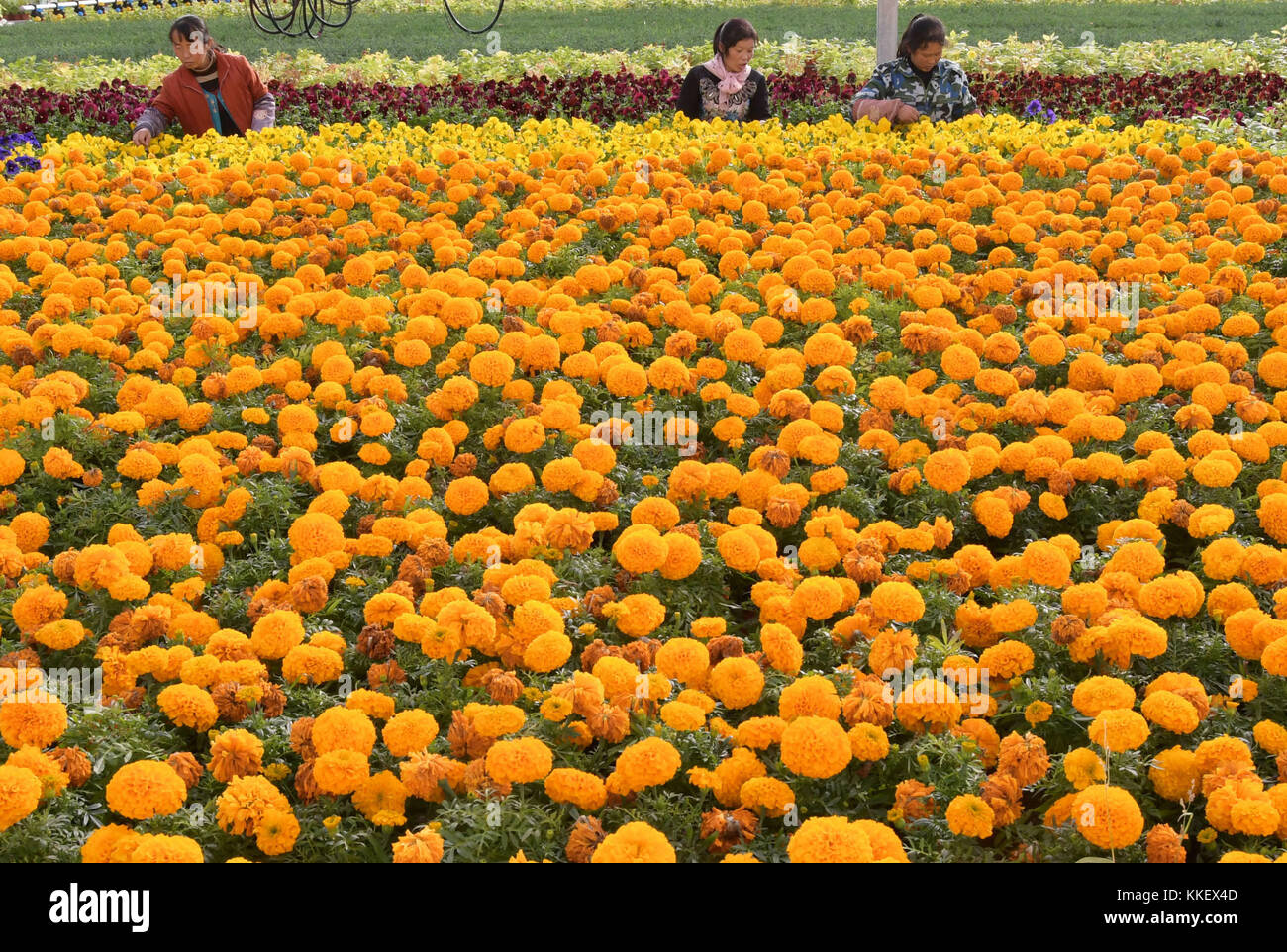 Linxia. 30th Nov, 2017. Working staff trim the flowers in a greenhouse ...