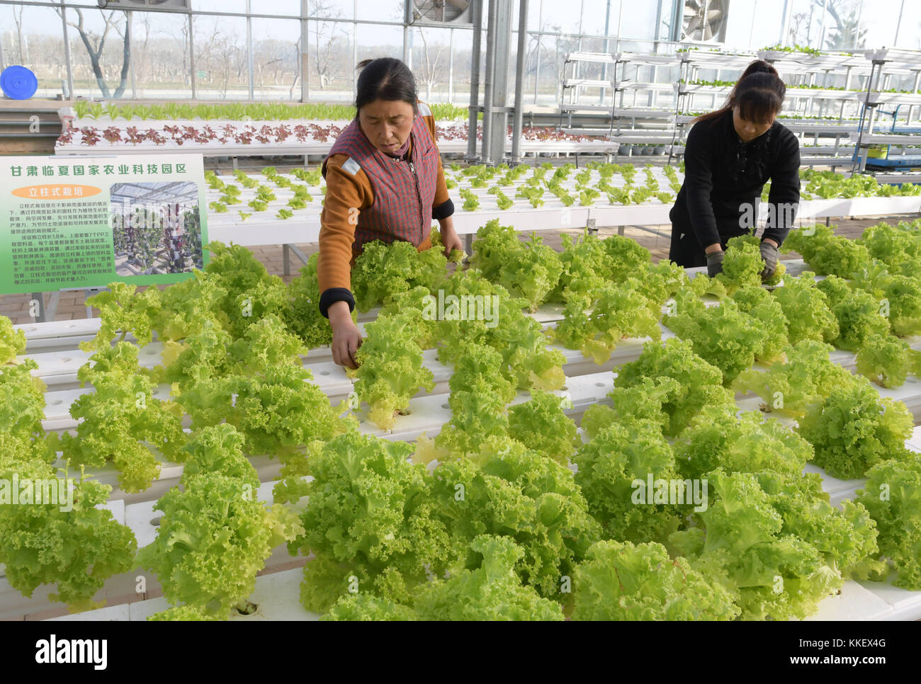 Linxia. 30th Nov, 2017. Working staff trim the vegetables planted with ...